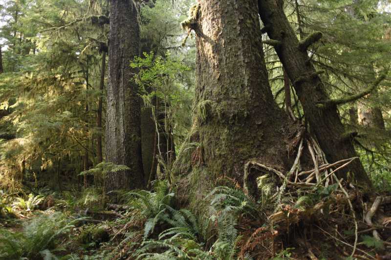Sitka Spruce | Vancouver Island Tree Stories